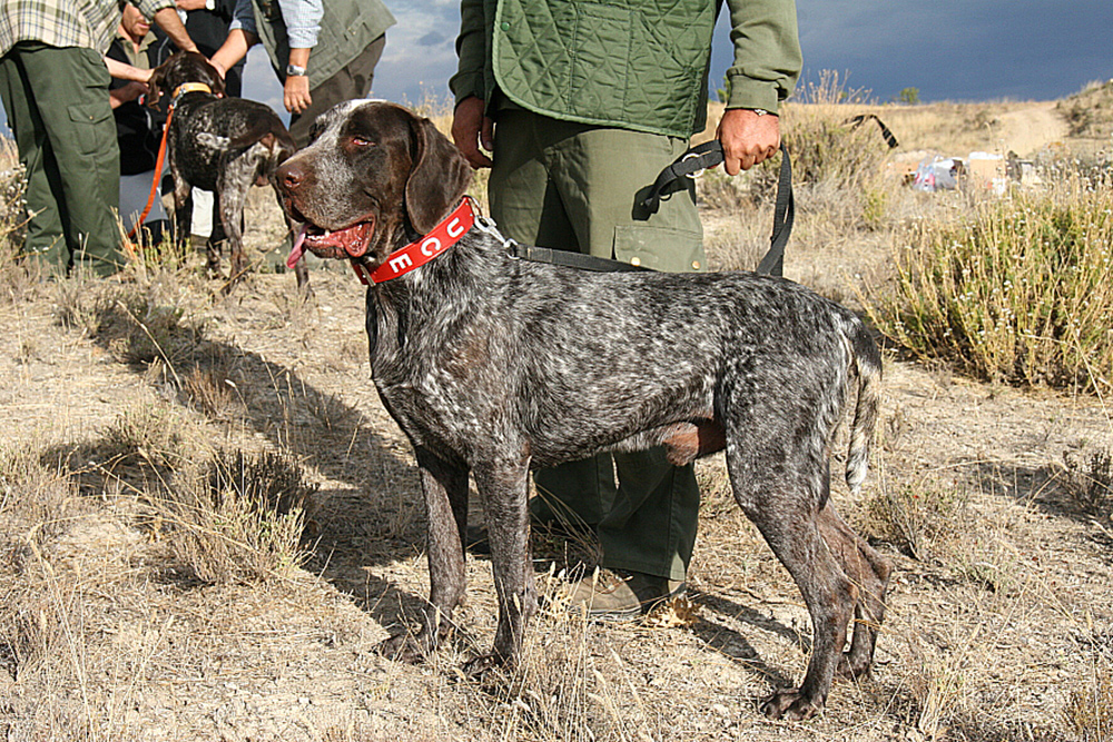 El Perdiguero – UCEPB